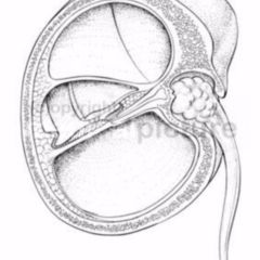 Apex vesicae - DocCheck Flexikon