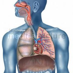 Bronchioli respiratorii - DocCheck Flexikon