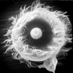 Proboscis - DocCheck Flexikon