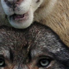 Wolfram-Syndrom - DocCheck Flexikon