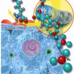 Mitochondrium - DocCheck Flexikon