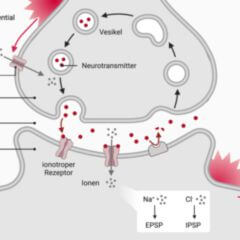 Synaptischer Spalt - DocCheck Flexikon