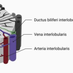 Glisson-Trias - DocCheck Flexikon