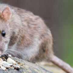Beulenpest - DocCheck Flexikon