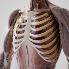 Thorax - DocCheck Flexikon