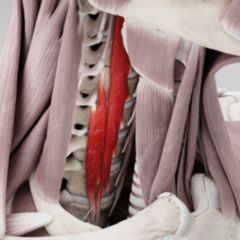 Musculus longus colli - DocCheck Flexikon