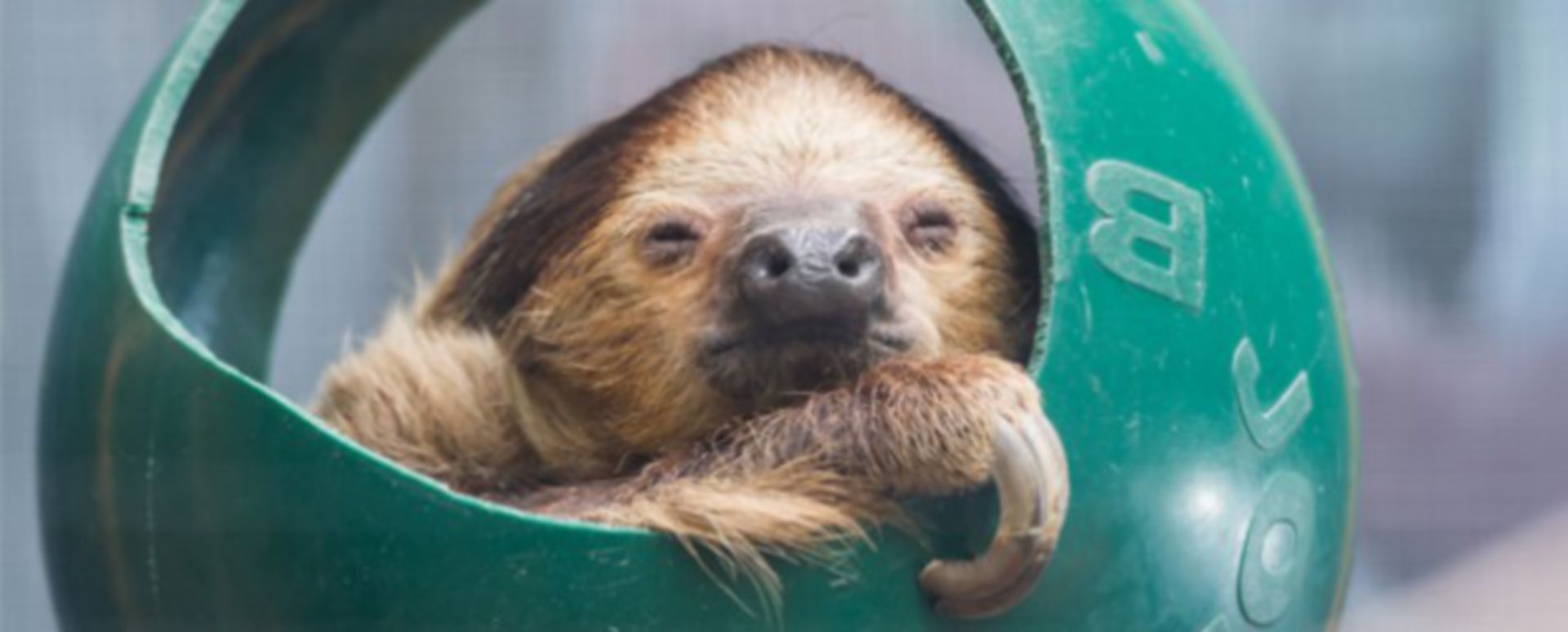 Ein Arzt für Faultiere - DocCheck