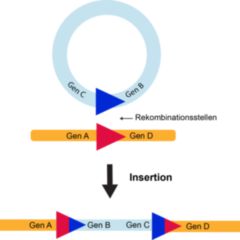 Homologe Rekombination - DocCheck Flexikon