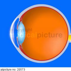 Nervus opticus - DocCheck Flexikon