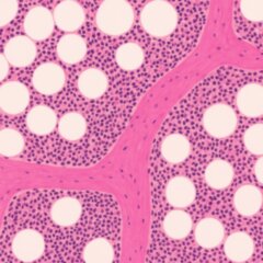 Knochenmark - DocCheck Flexikon