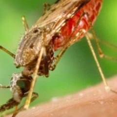 Aktin - DocCheck Flexikon