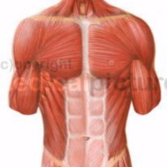 Ventral - DocCheck Flexikon