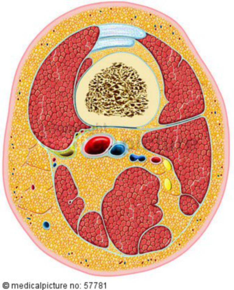 Crossection of the upper arm - DocCheck