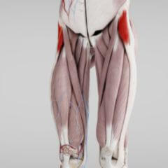 Tractus iliotibialis - DocCheck Flexikon