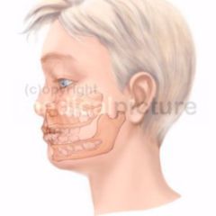 Milchgebiss - DocCheck Flexikon