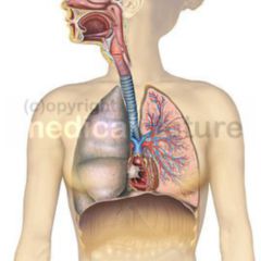 Respiratorisches Epithel - DocCheck Flexikon