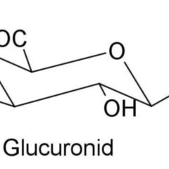 Glucuronid - DocCheck Flexikon
