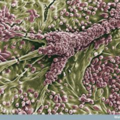 Tubulus - DocCheck Flexikon