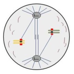 Prometaphase - DocCheck Flexikon