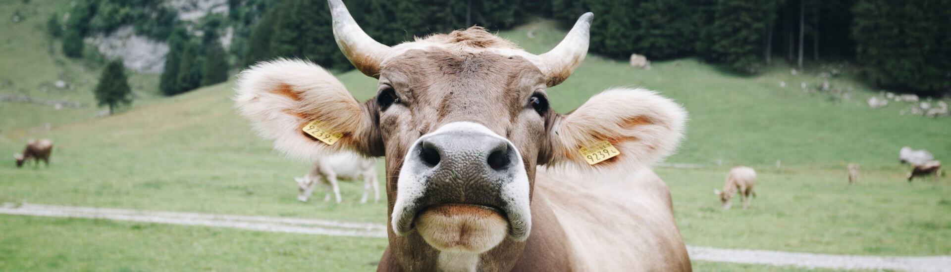 Tierwohl-Labels: Hast du den Überblick? - DocCheck