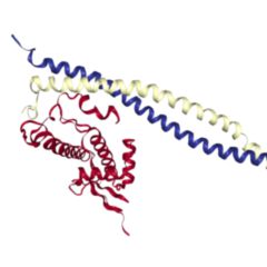 Geminin - DocCheck Flexikon