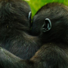 De-Ritis-Quotient - DocCheck Flexikon