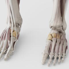 Os cuneiforme - DocCheck Flexikon