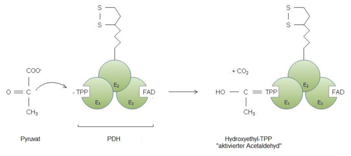 Pyruvatdehydrogenase - DocCheck Flexikon