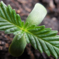 Cannabis - DocCheck Flexikon