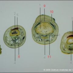 Nervus fibularis profundus - DocCheck Flexikon