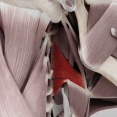 Musculus constrictor pharyngis medius - DocCheck Flexikon