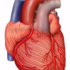 Koronararterie - DocCheck Flexikon