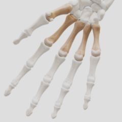 Corpus: Metacarpal bone - DocCheck Flexikon