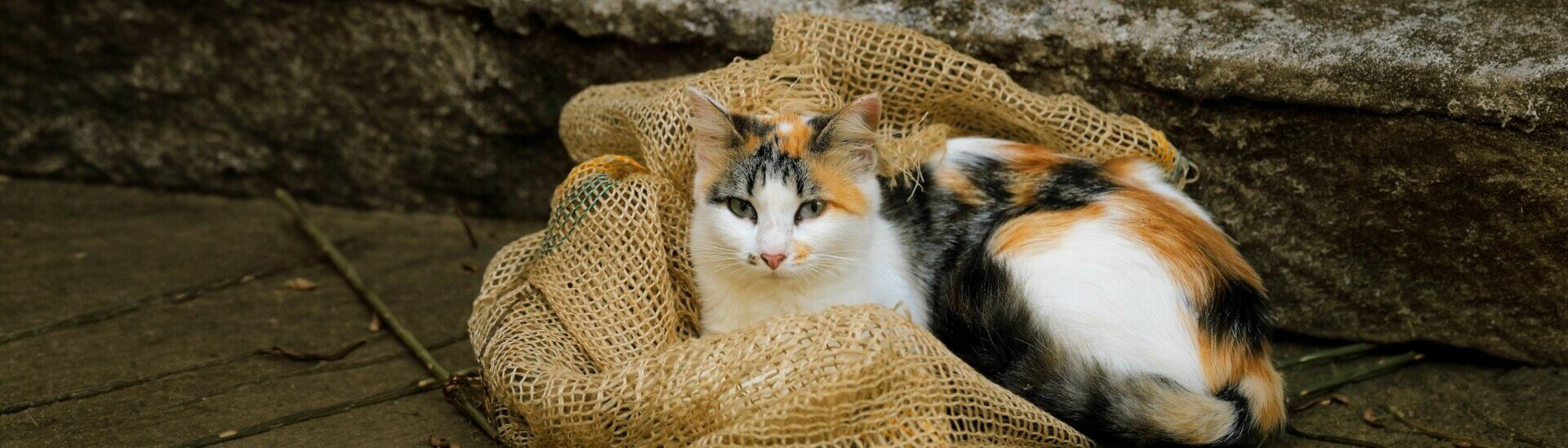 DNA-Test: Die Katze ist aus dem Sack - DocCheck