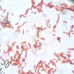 Multiresistenz - DocCheck Flexikon