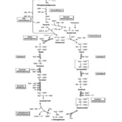 Citratzyklus - DocCheck Flexikon