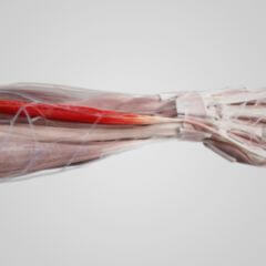 Musculus extensor digiti minimi - DocCheck Flexikon