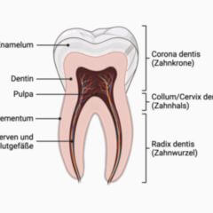 Zahn - DocCheck Flexikon