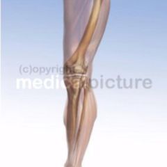 Bein - DocCheck Flexikon