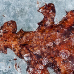 Verwesung - DocCheck Flexikon