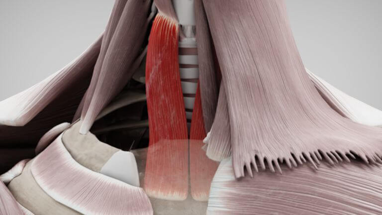 Musculus sternothyroideus - DocCheck