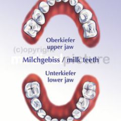 Milchgebiss - DocCheck Flexikon