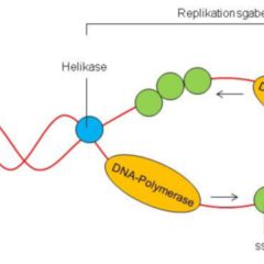 Helikase-Primase-Komplex - DocCheck Flexikon