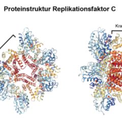 Replikationsfaktor C - DocCheck Flexikon