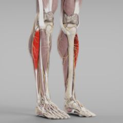 Fibularis Longus Tendon Diagnosis And Treatment Of Peroneal Tendon