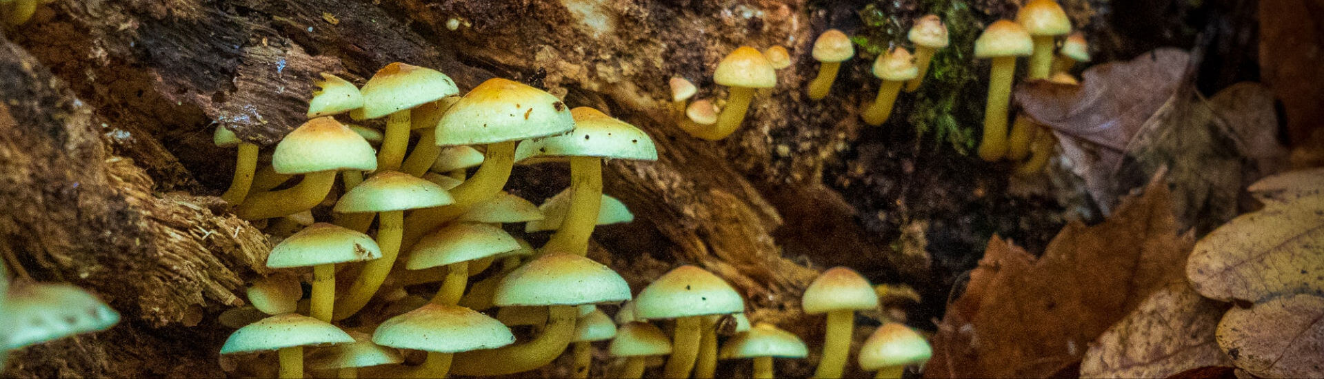 Depression: Es gibt Pilz, Baby - DocCheck