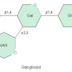 Gangliosid - DocCheck Flexikon
