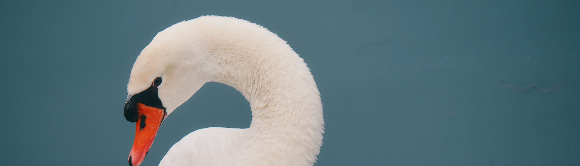 Der Schwan der Corona-Pandemie - DocCheck