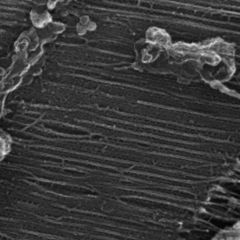Rotator - DocCheck Flexikon
