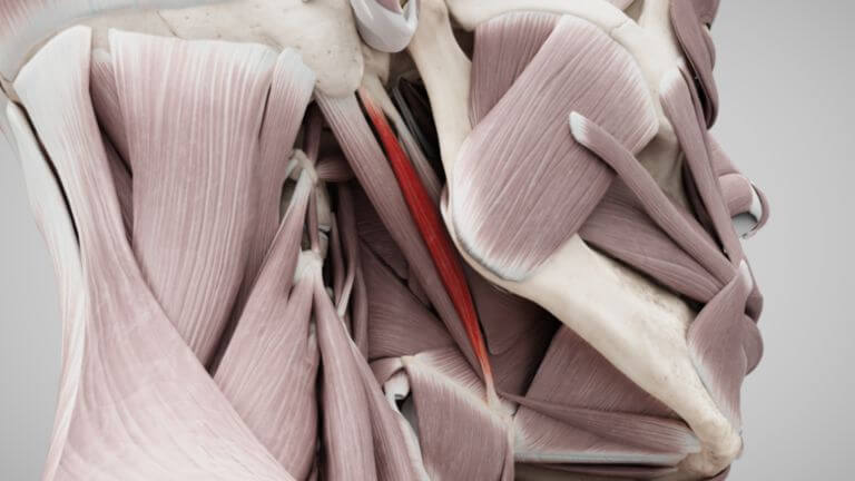 Musculus stylohyoideus - DocCheck